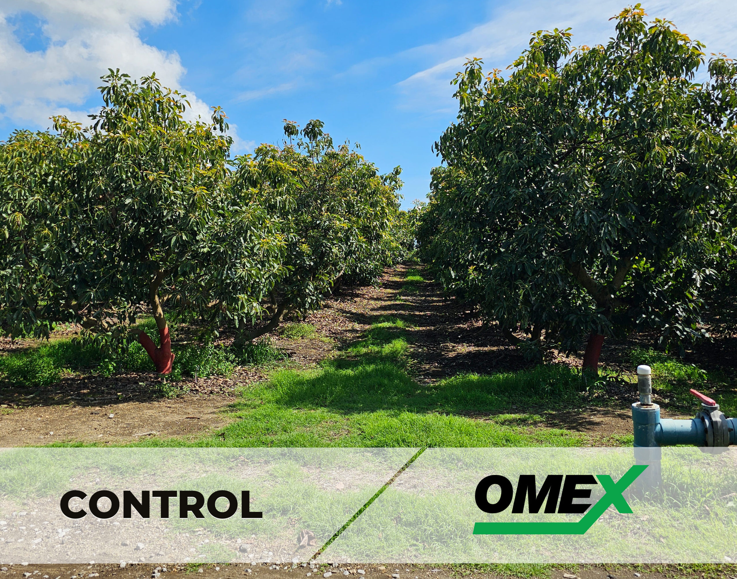 OMEX embraces latest innovations with Microsoft Dynamics 365 Business ...